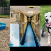 Rates | Stonington Kennels